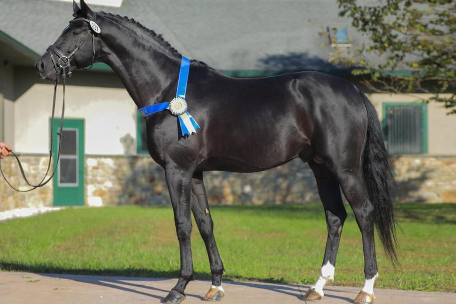 2025 Activated Stallions - The American Hanoverian Society
